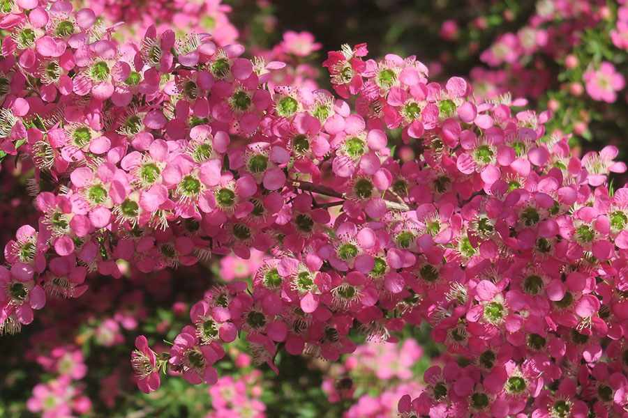 Tea Tree | Leptospermum ‘Tickled Pink’ - Native Plant Project