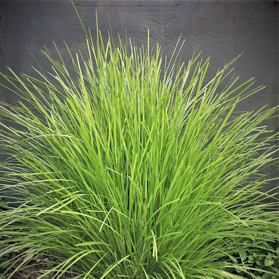 Mat Rush | Lomandra ‘Lime Tuff’ - Native Plant Project