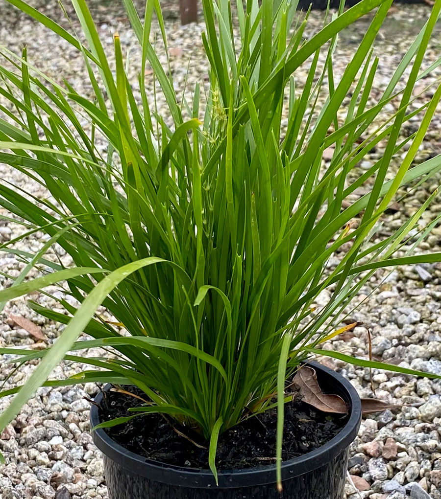 Mat Rush | Lomandra ‘Lime Tuff’ - Native Plant Project