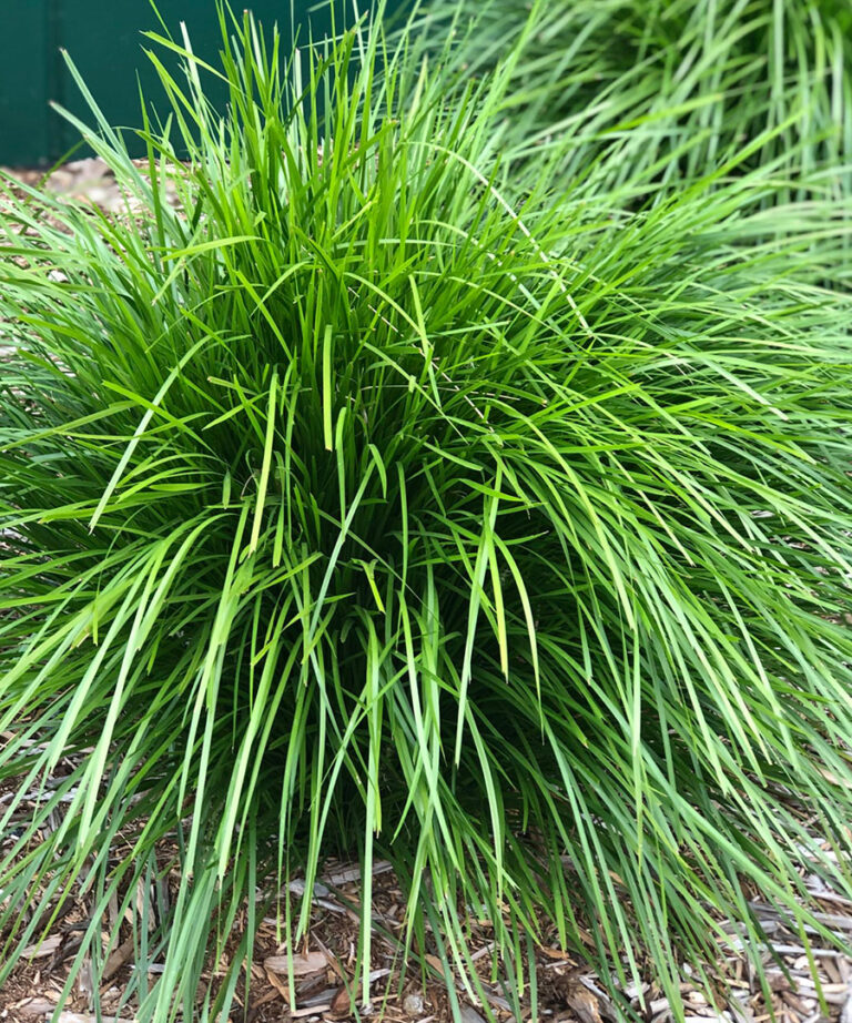Mat Rush | Lomandra ‘Lime Tuff’ - Native Plant Project