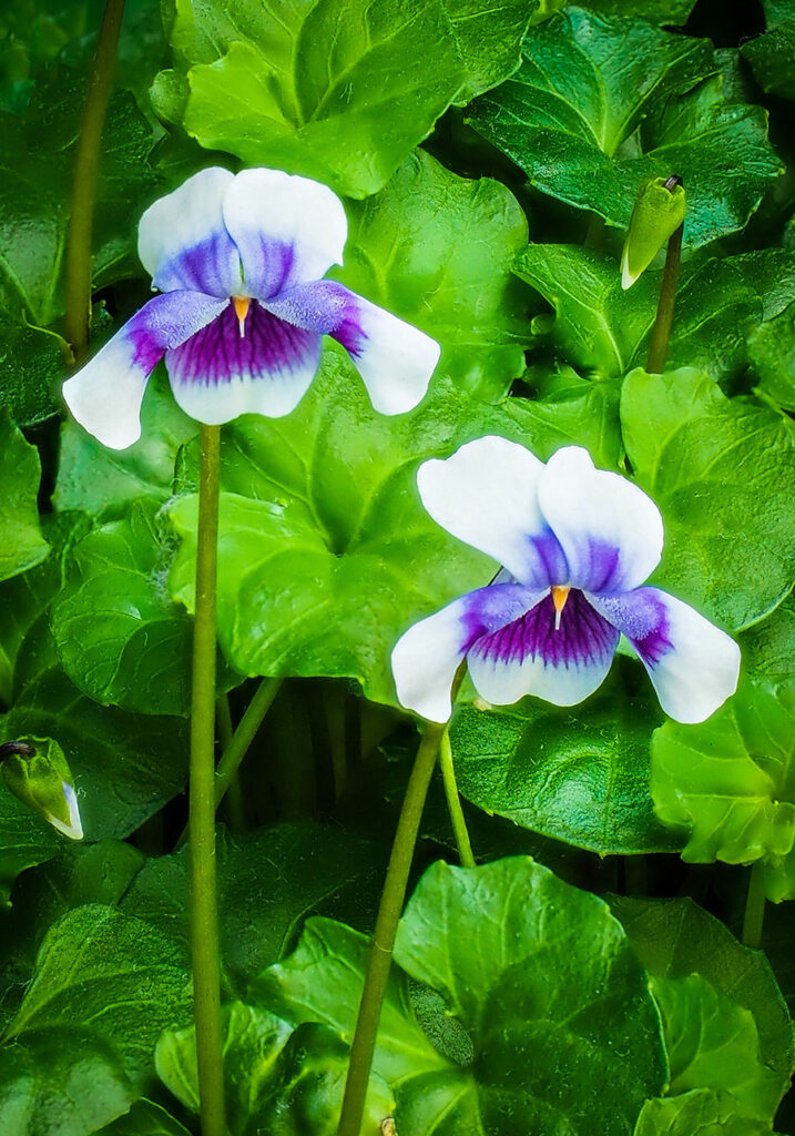 Native Violet | Viola hederacea - Native Plant Project