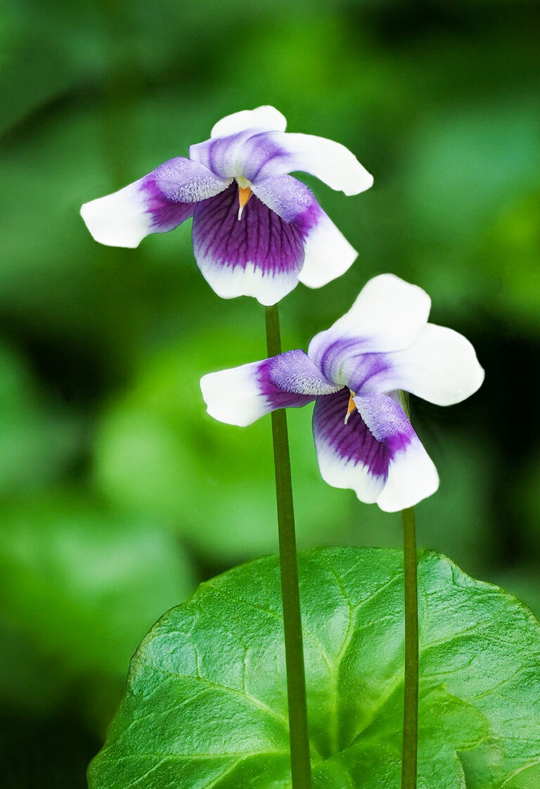 Native Violet | Viola hederacea - Native Plant Project