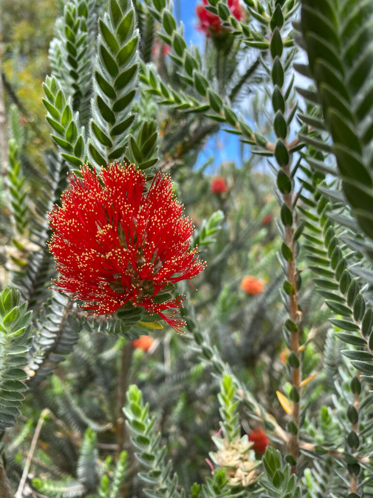 Gondwana Christmas Tree | Regelia velutina - Native Plant Project