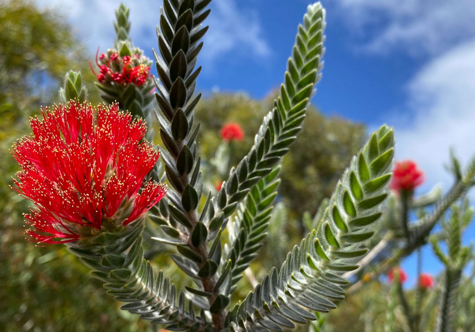 Gondwana Christmas Tree | Regelia velutina - Native Plant Project
