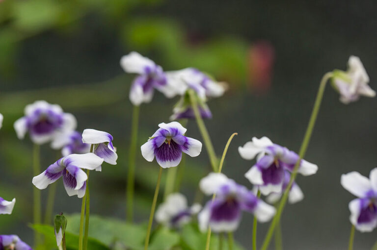 Native Violet | Viola hederacea - Native Plant Project