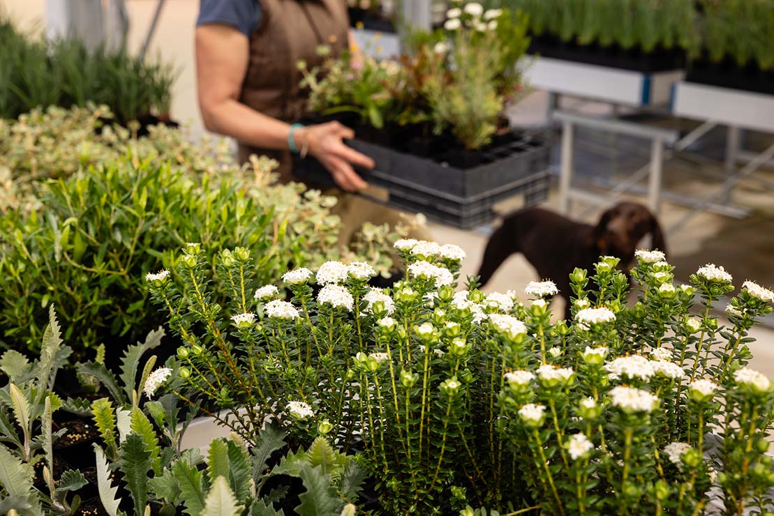 Create your own Plant Box - Native Plant Project