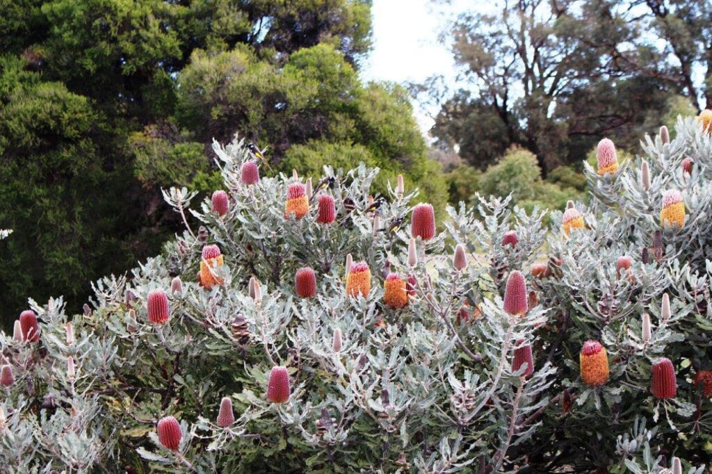 Dwarf Firewood Banksia | Banksia menziesii dwarf - Native Plant Project