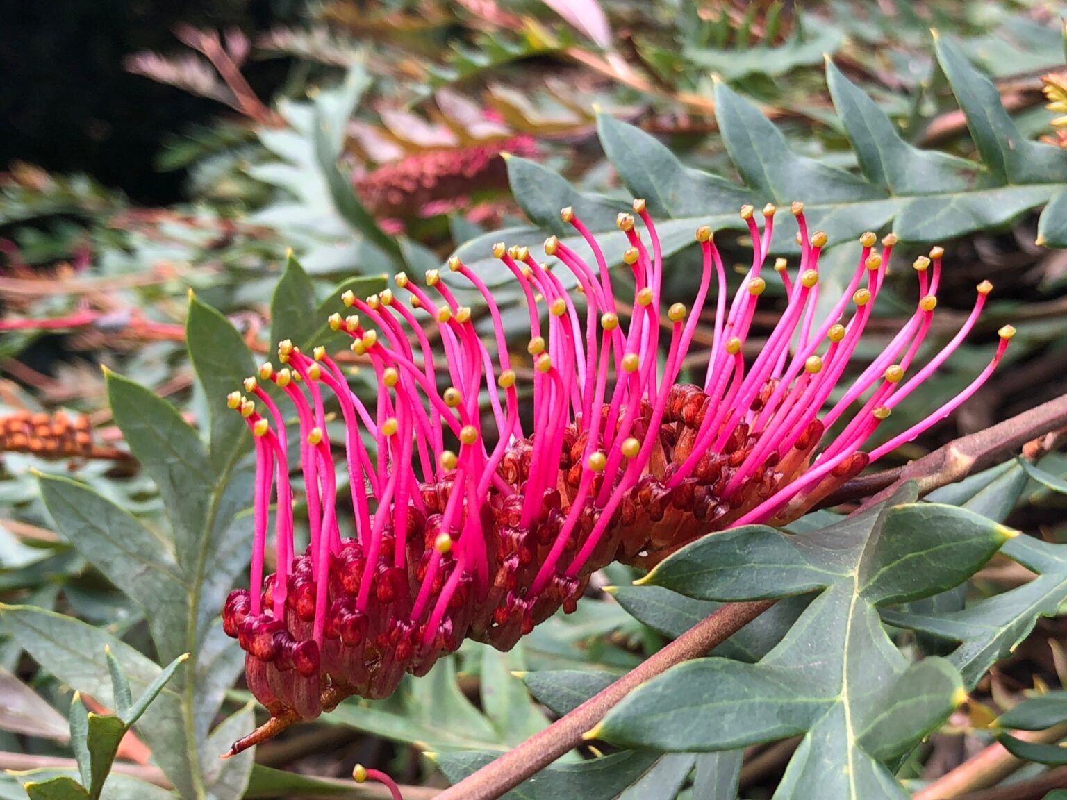 Grevillea | Grevillea ‘Bronze Rambler’ - Native Plant Project