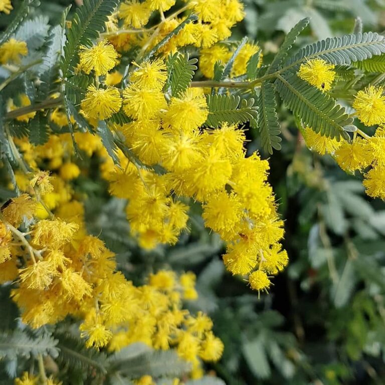 Australian Native Plants Online Nursery - Native Plant Project