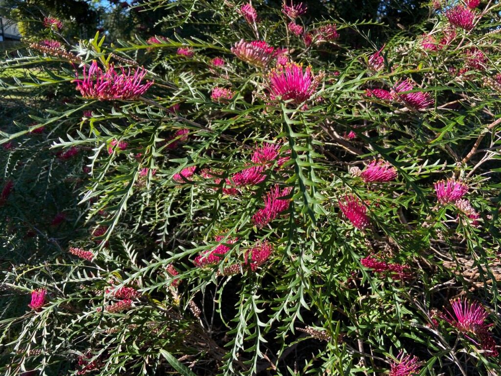 Grevillea | Grevillea ‘Bronze Rambler’ - Native Plant Project