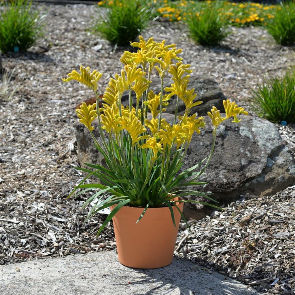 Kangaroo Paw | Anigozanthos ‘Bush Zest’ PBR - Native Plant Project