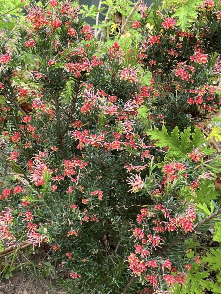 Grevillea | Grevillea ‘Fireworks’ - Native Plant Project