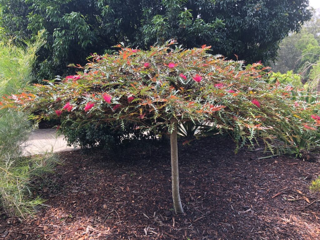 Grevillea | Grevillea ‘Bronze Rambler’ - Native Plant Project