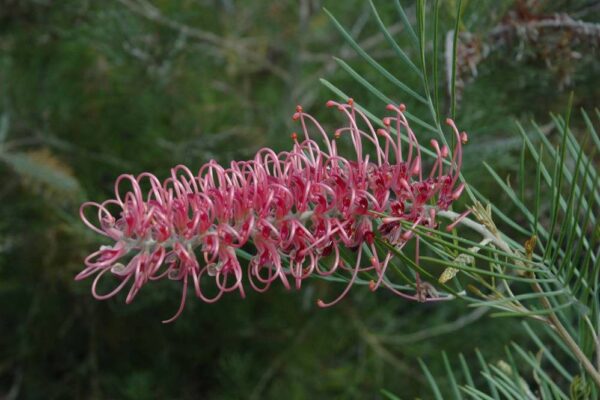 Grevillea | Grevillea Cupids Dream - Native Plant Project