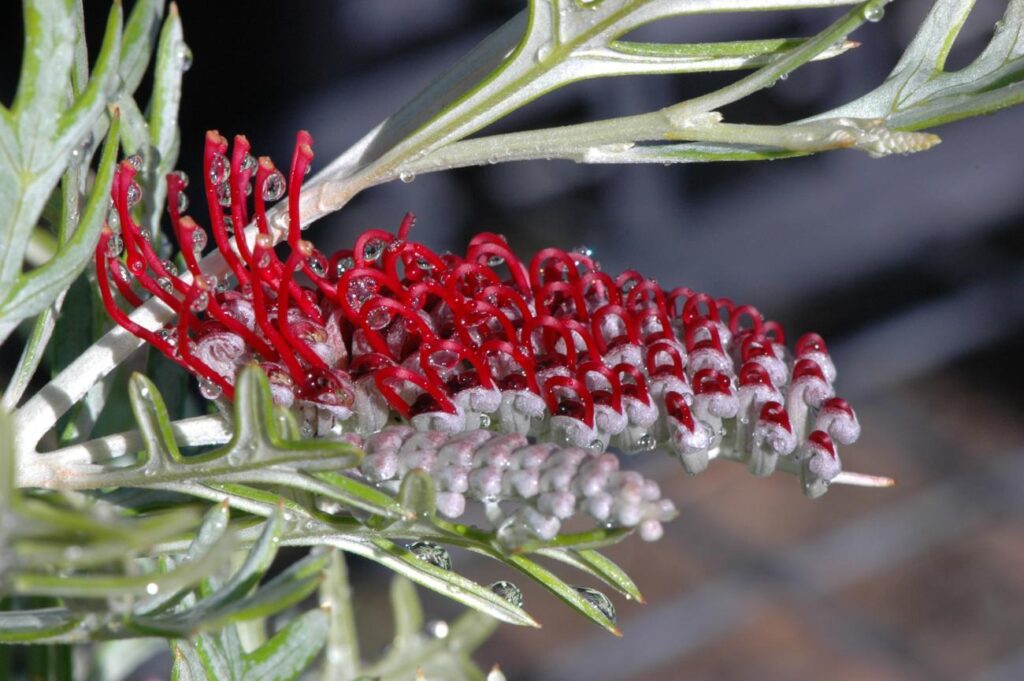 Grevillea | Grevillea ‘Red Coral’ - Native Plant Project