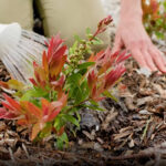 Australian Native Plants Online Nursery - Native Plant Project