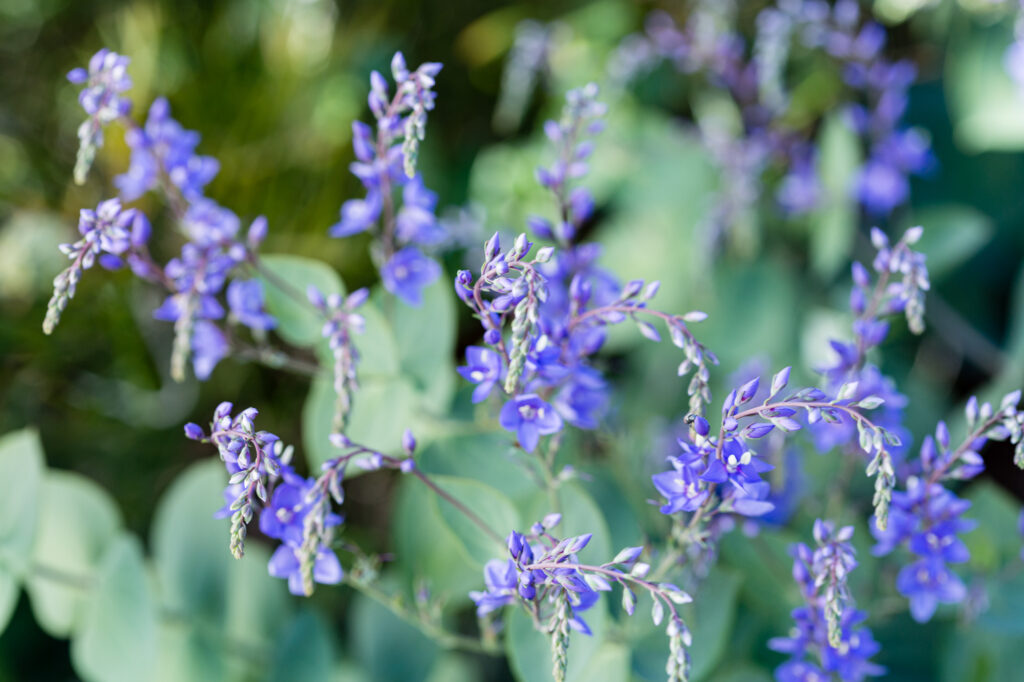 Veronica perfoliata | Veronica perfoliata ‘Diggers Speedwell’ - Native ...